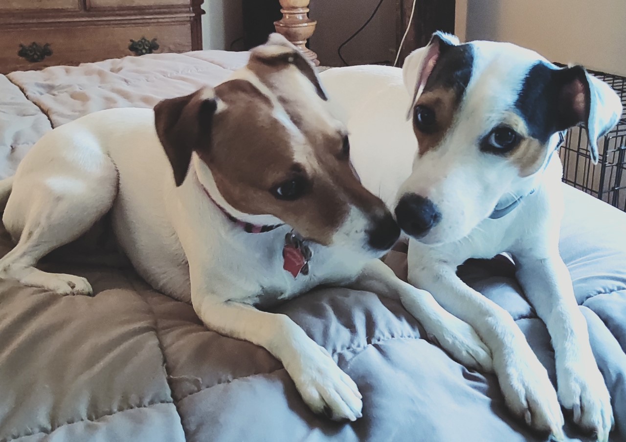 Roper - Happy Tails! - Russell Rescue, Inc.