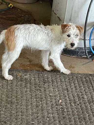 Welcome to Russell Rescue - Dani! - Russell Rescue, Inc.