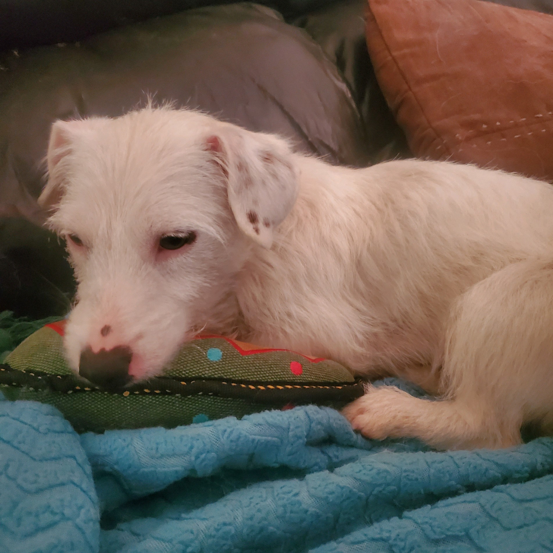 Welcome to Russell Rescue - Darby! - Russell Rescue, Inc.