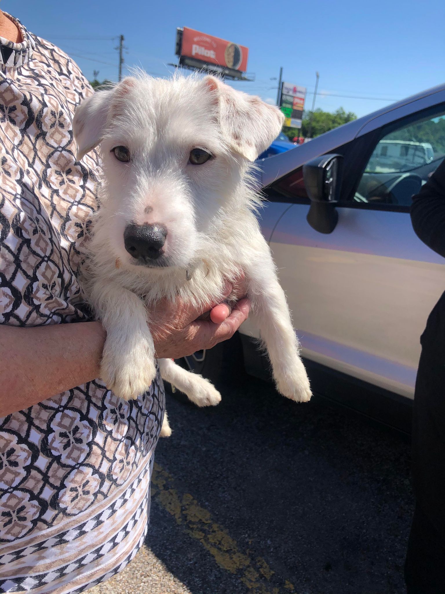 Welcome to Russell Rescue - Darby! - Russell Rescue, Inc.