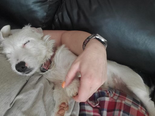 Welcome to Russell Rescue - Darby! - Russell Rescue, Inc.