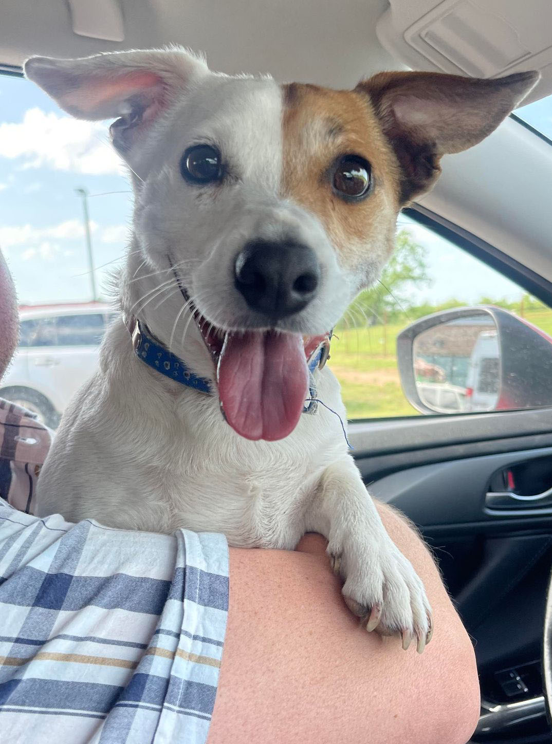 Welcome to Russell Rescue - Wyatt! - Russell Rescue, Inc.