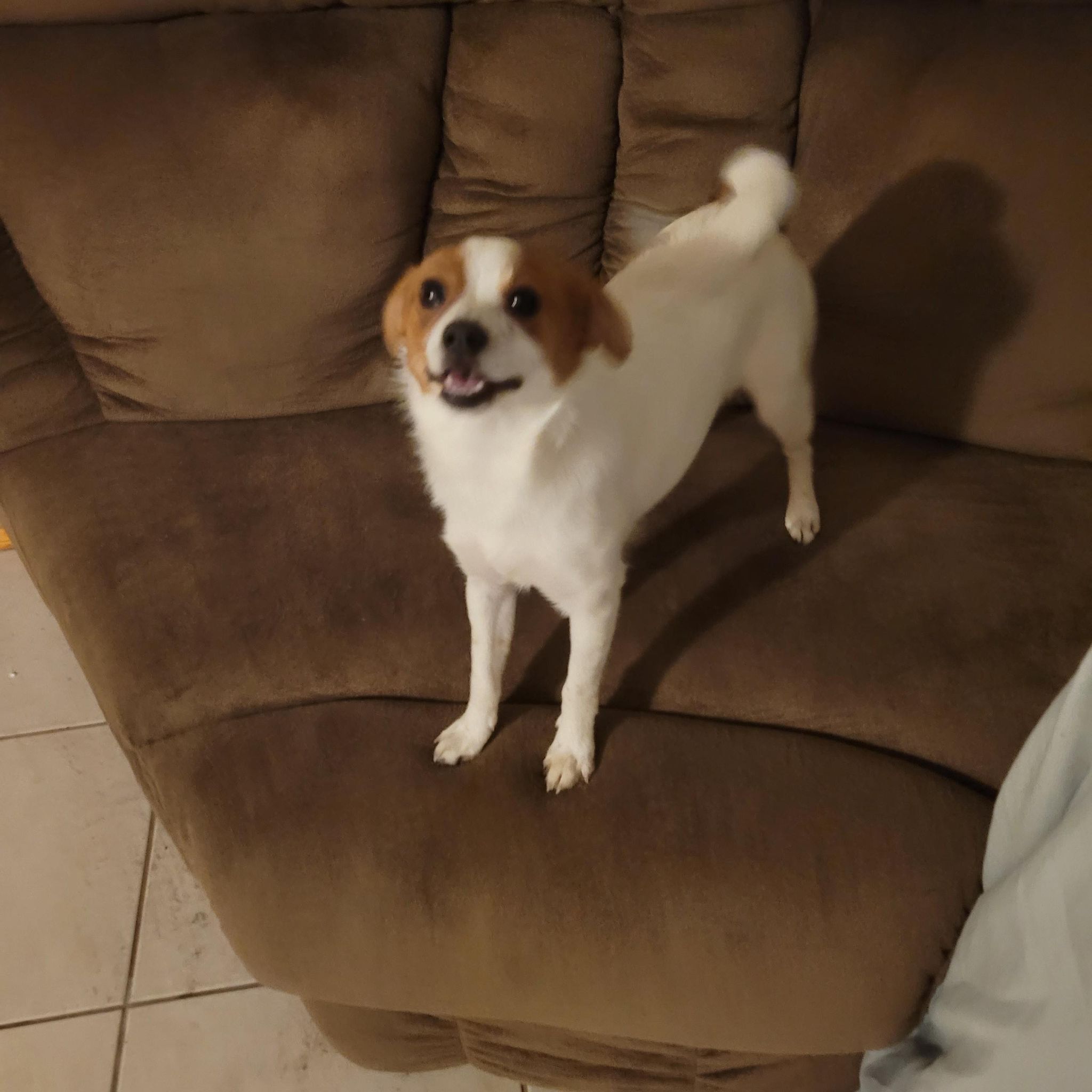 Welcome to Russell Rescue - Kiki! - Russell Rescue, Inc.