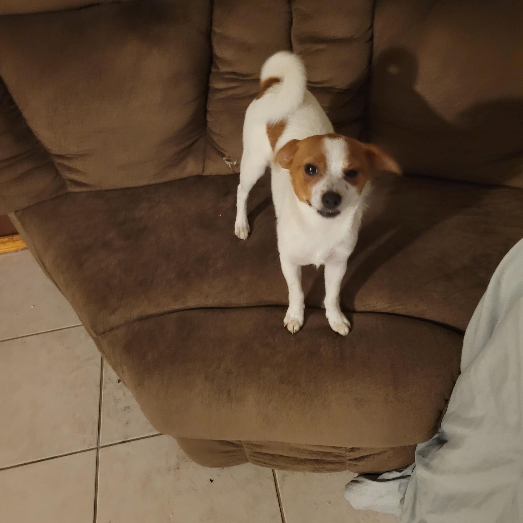 Welcome to Russell Rescue - Kiki! - Russell Rescue, Inc.