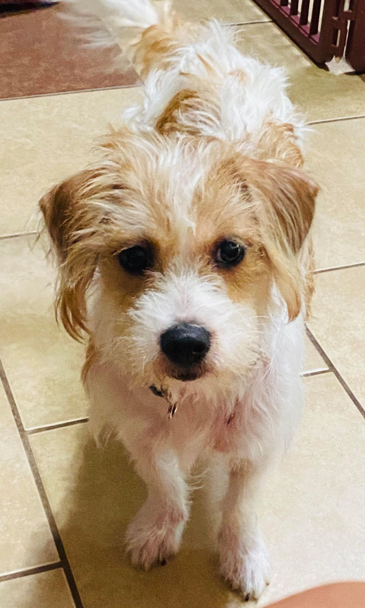 News and Events - Russell Rescue, Inc.