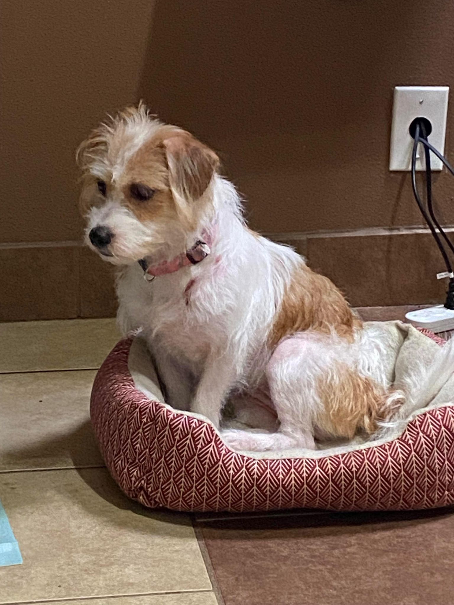 Welcome to Russell Rescue - Jada! - Russell Rescue, Inc.