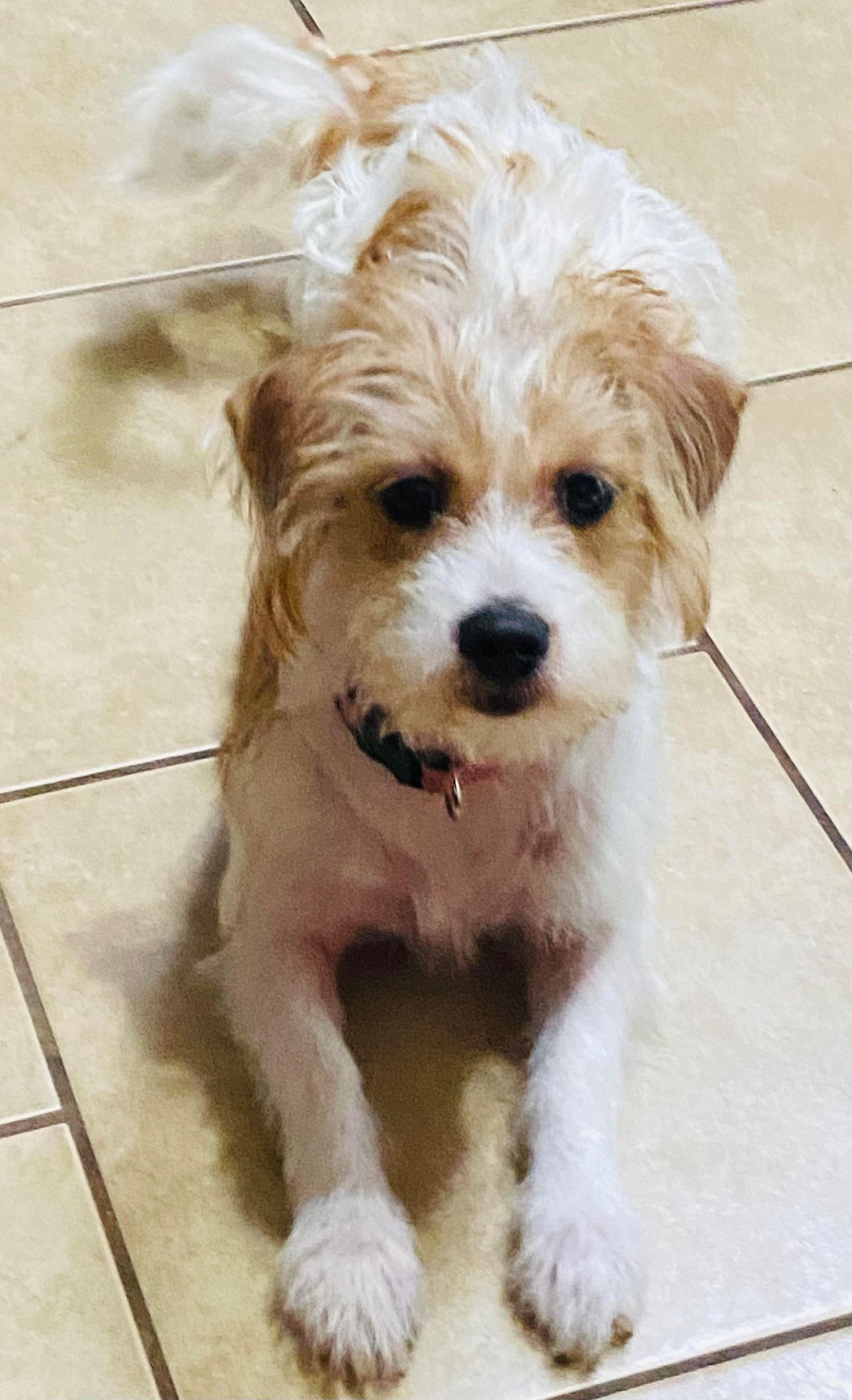 Welcome to Russell Rescue - Jada! - Russell Rescue, Inc.