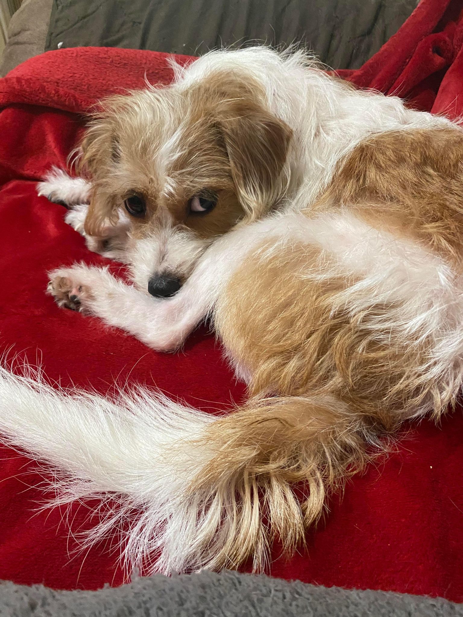 News and Events - Russell Rescue, Inc.