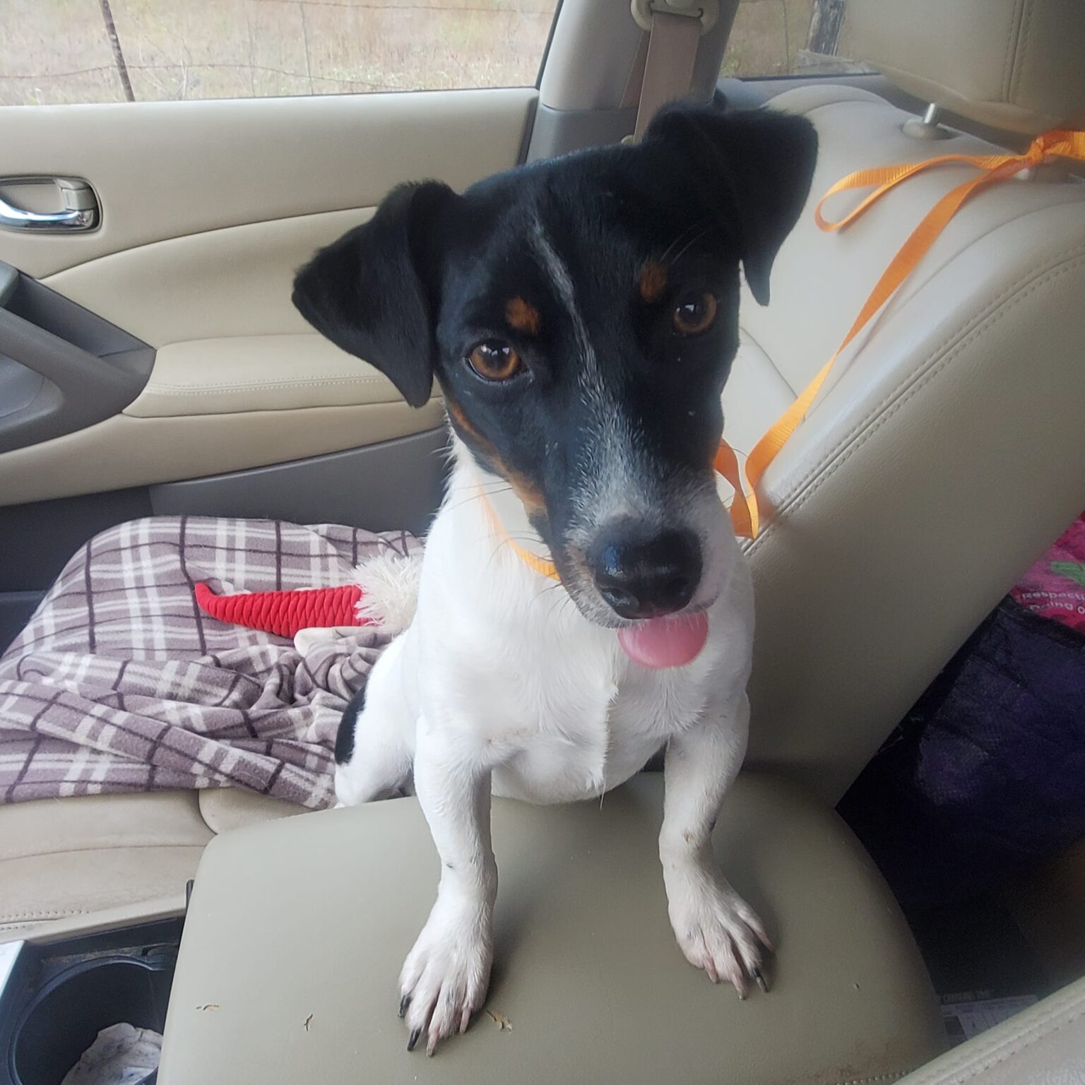 Welcome to Russell Rescue - Smokey! - Russell Rescue, Inc.