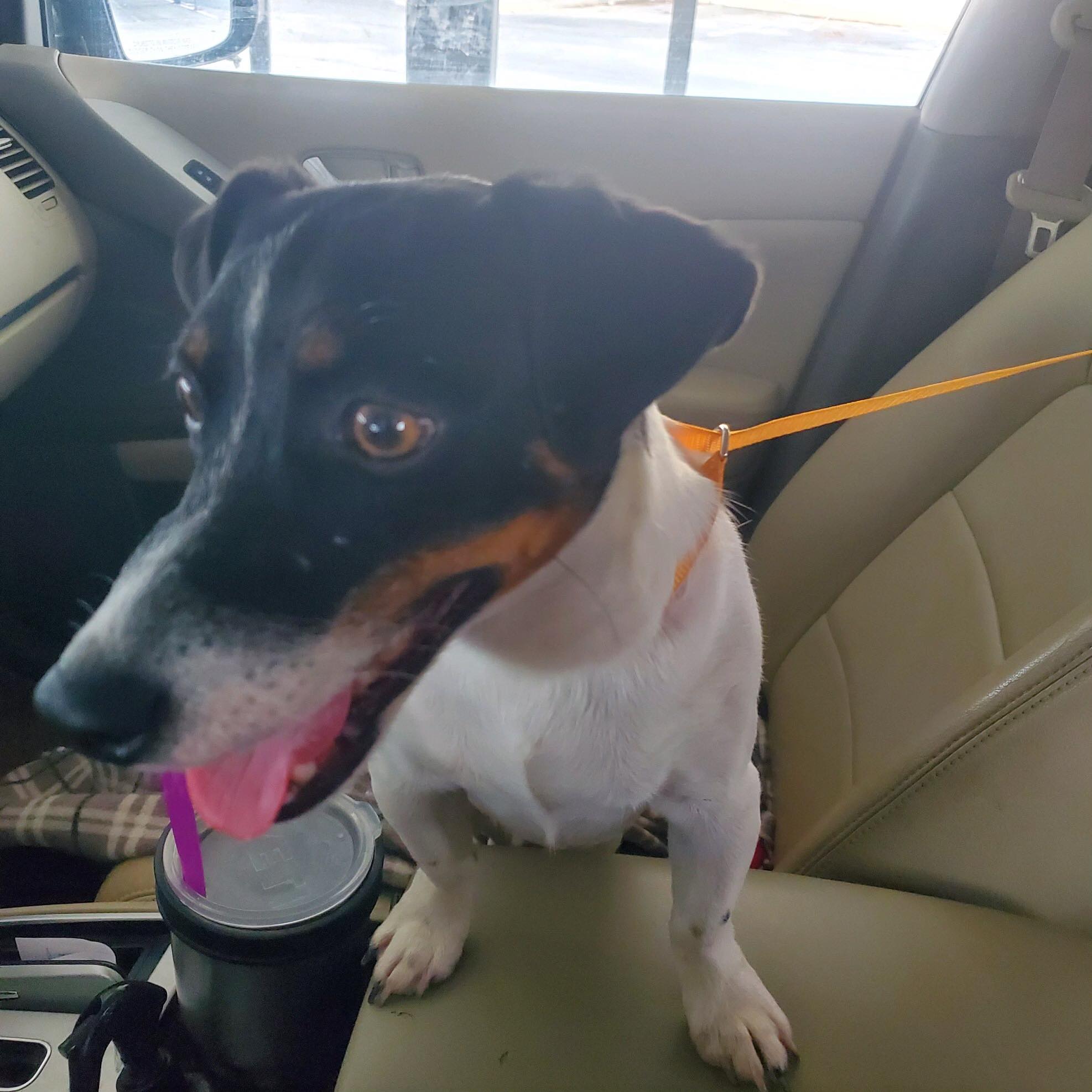 News and Events - Russell Rescue, Inc.