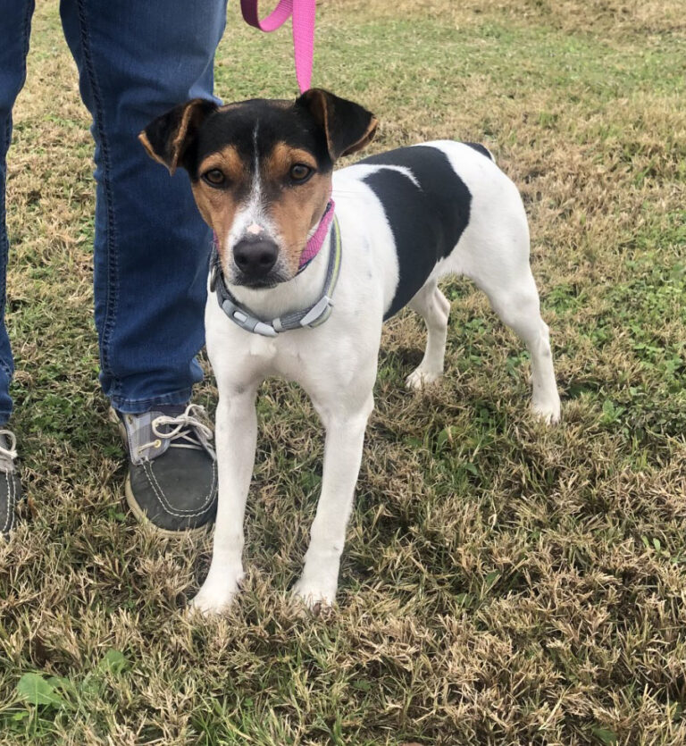 Welcome to Russell Rescue - Lew! - Russell Rescue, Inc.