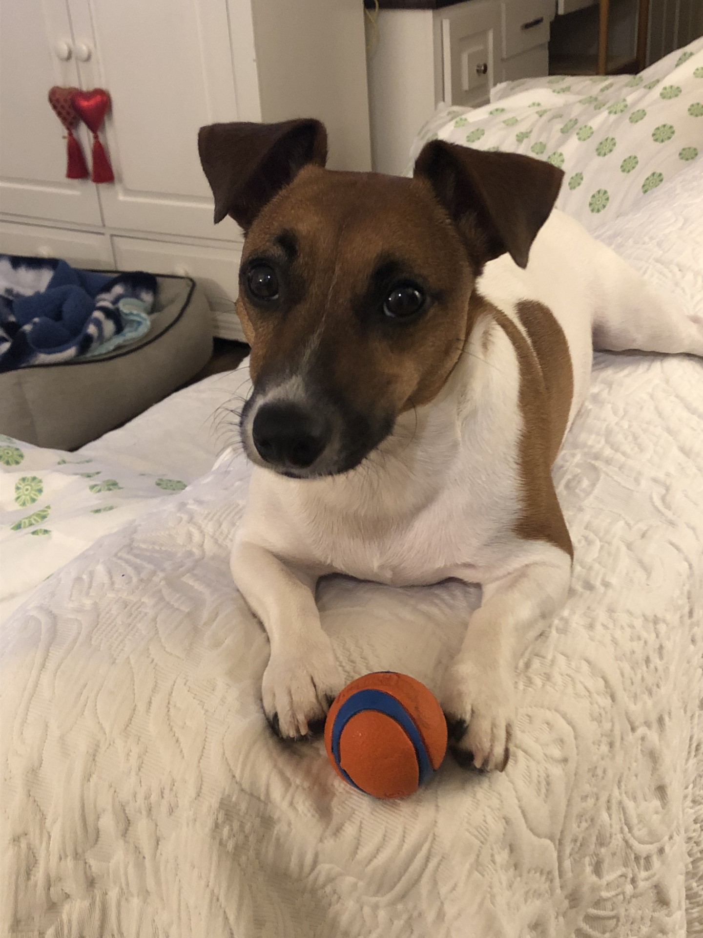 Ruckus - Happy Tails! - Russell Rescue, Inc.