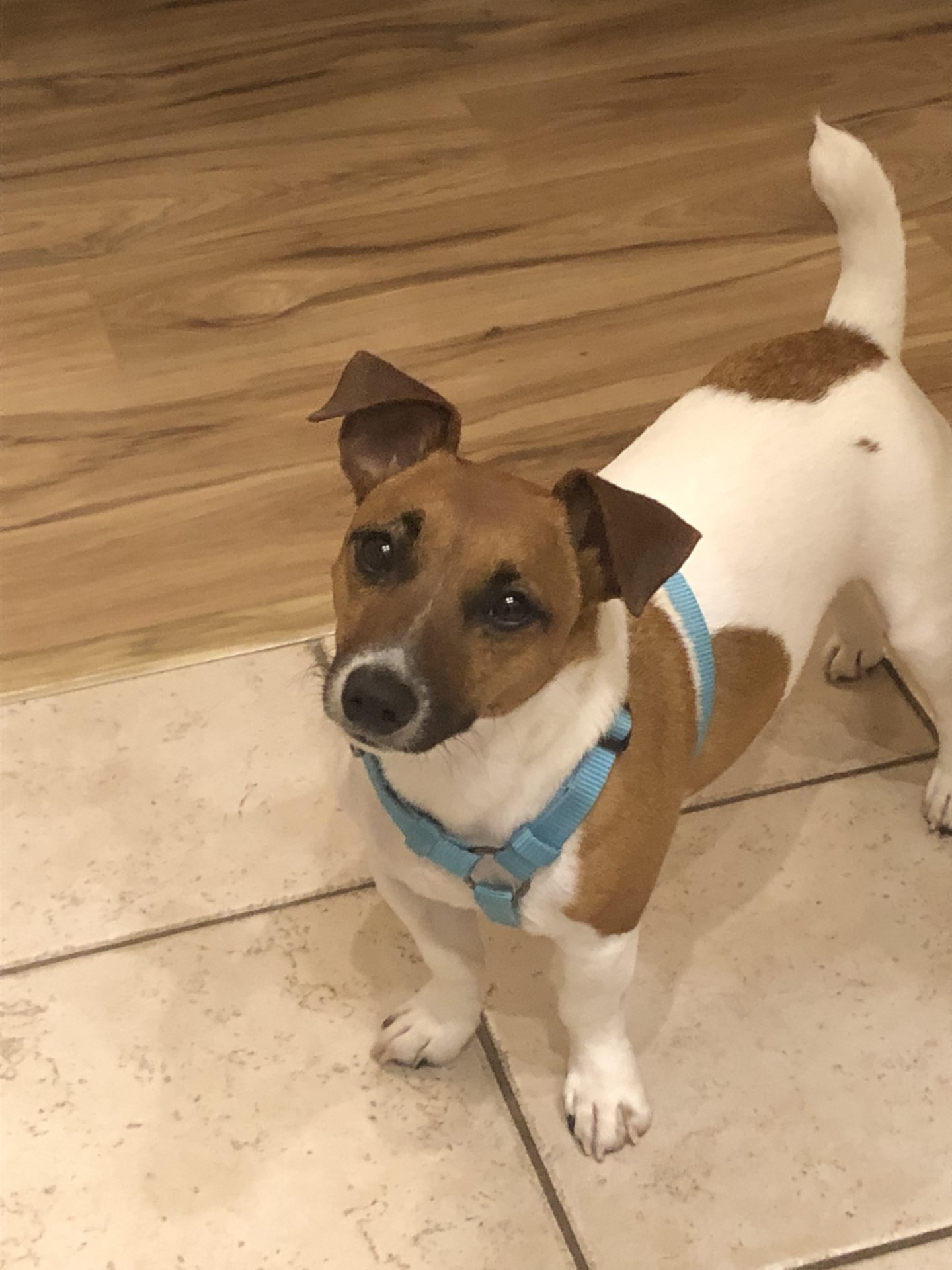 Ruckus - Happy Tails! - Russell Rescue, Inc.