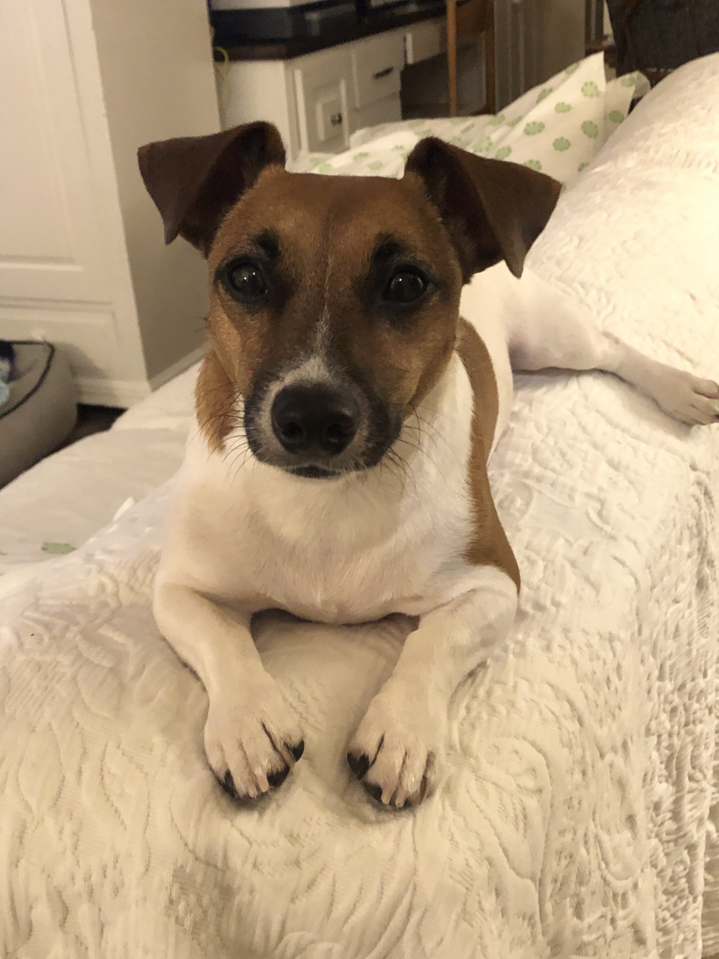 Ruckus - Happy Tails! - Russell Rescue, Inc.