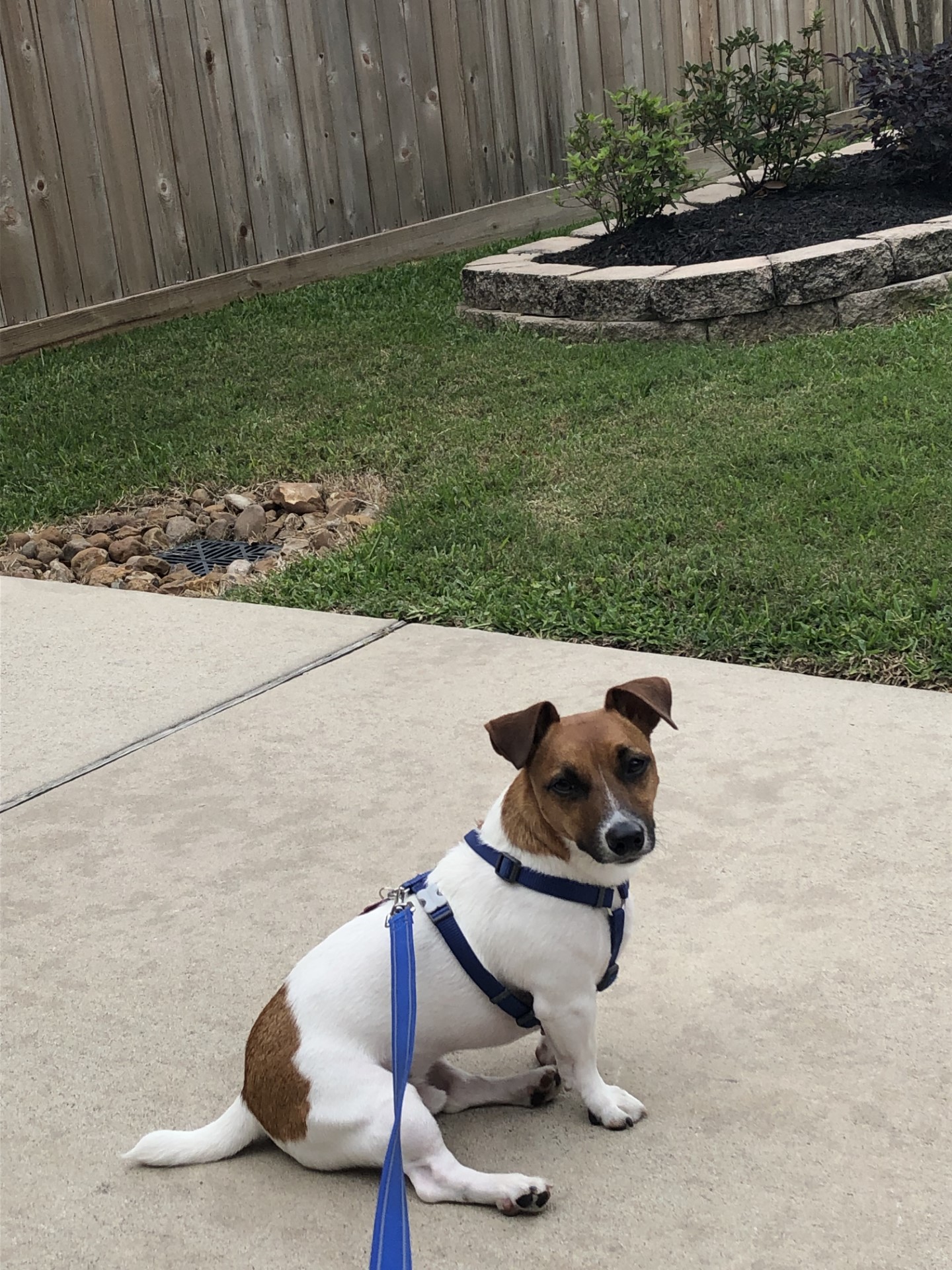Ruckus - Happy Tails! - Russell Rescue, Inc.