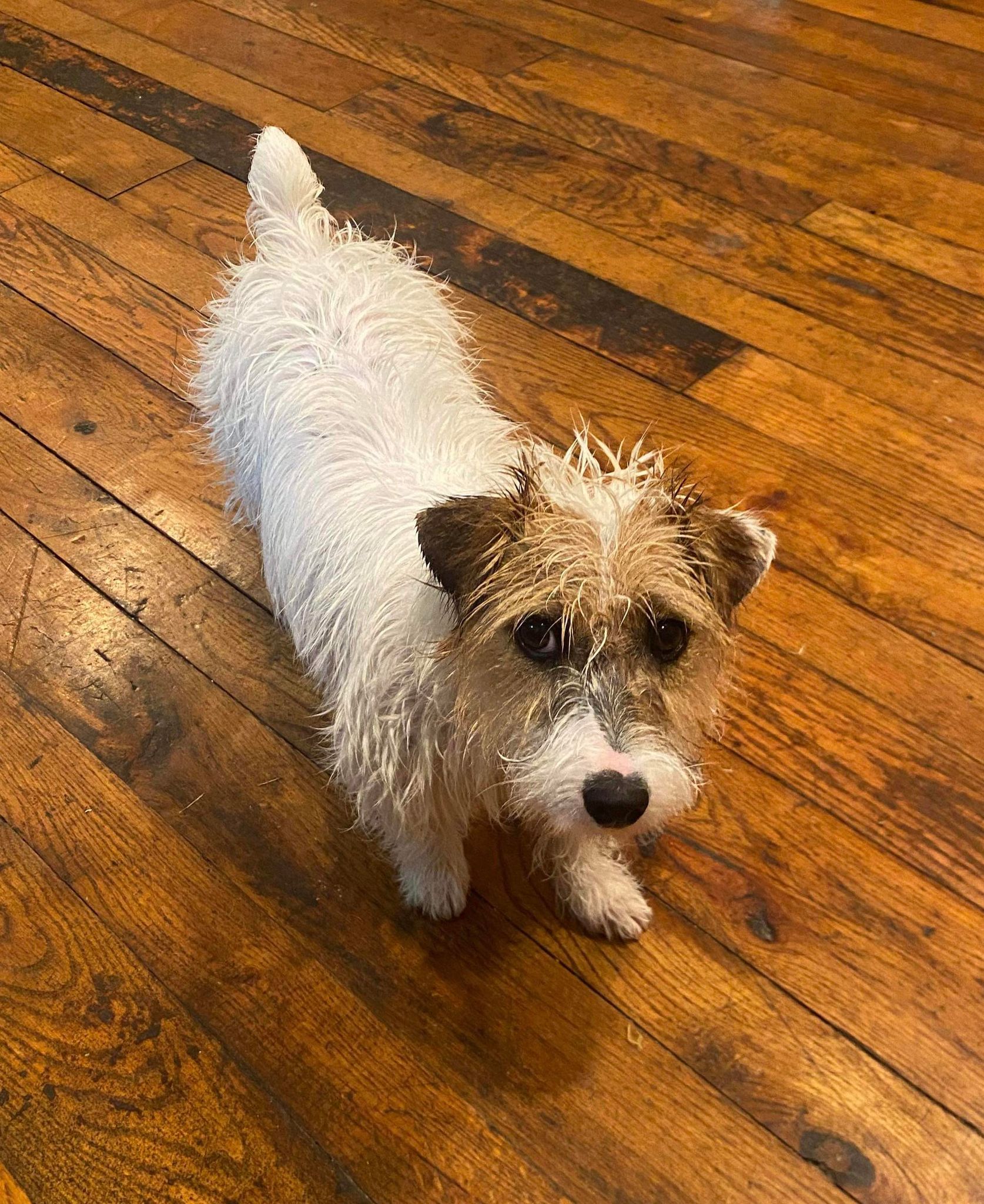 Welcome to Russell Rescue - Bunny! - Russell Rescue, Inc.