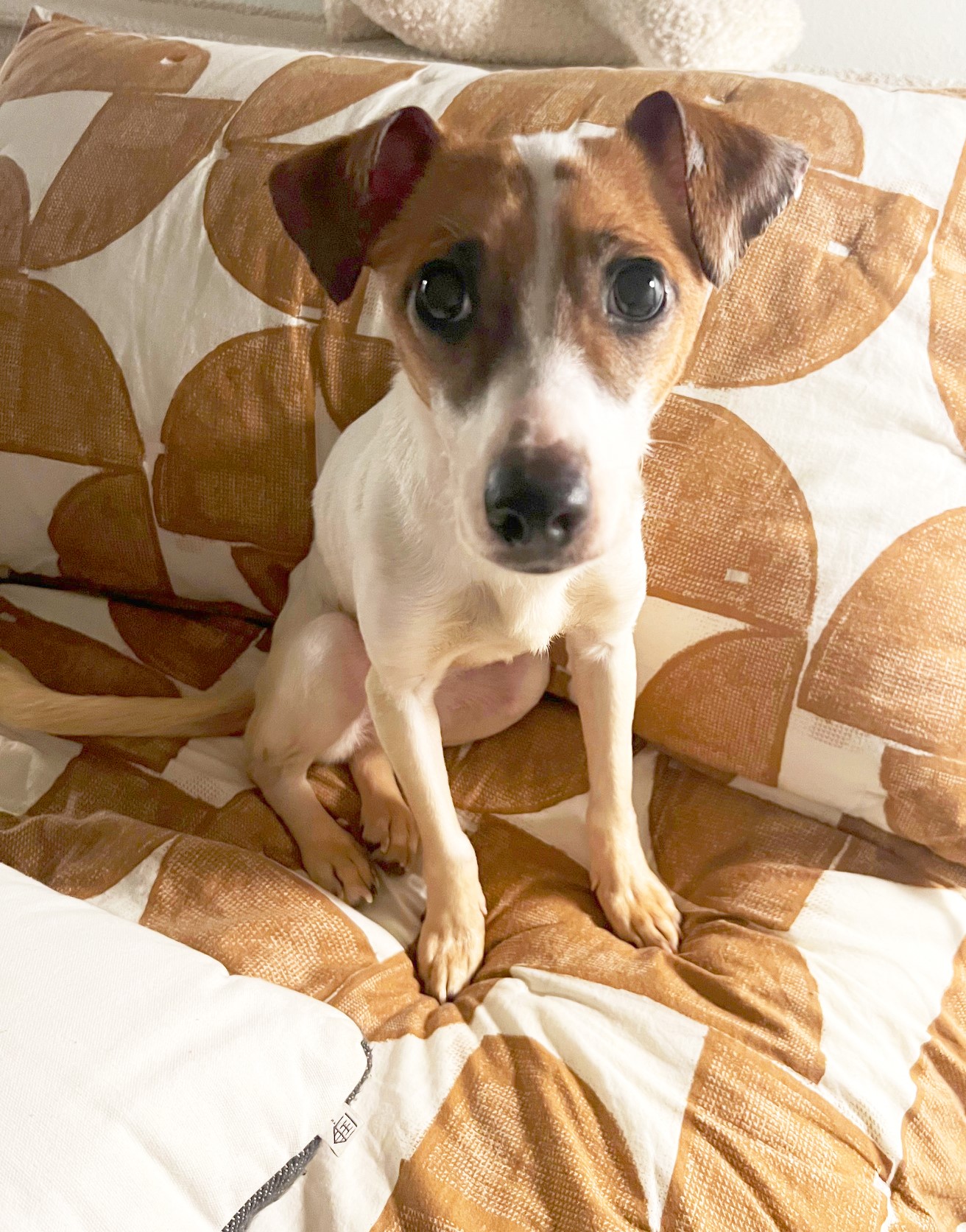 Welcome to Russell Rescue - Luna! - Russell Rescue, Inc.