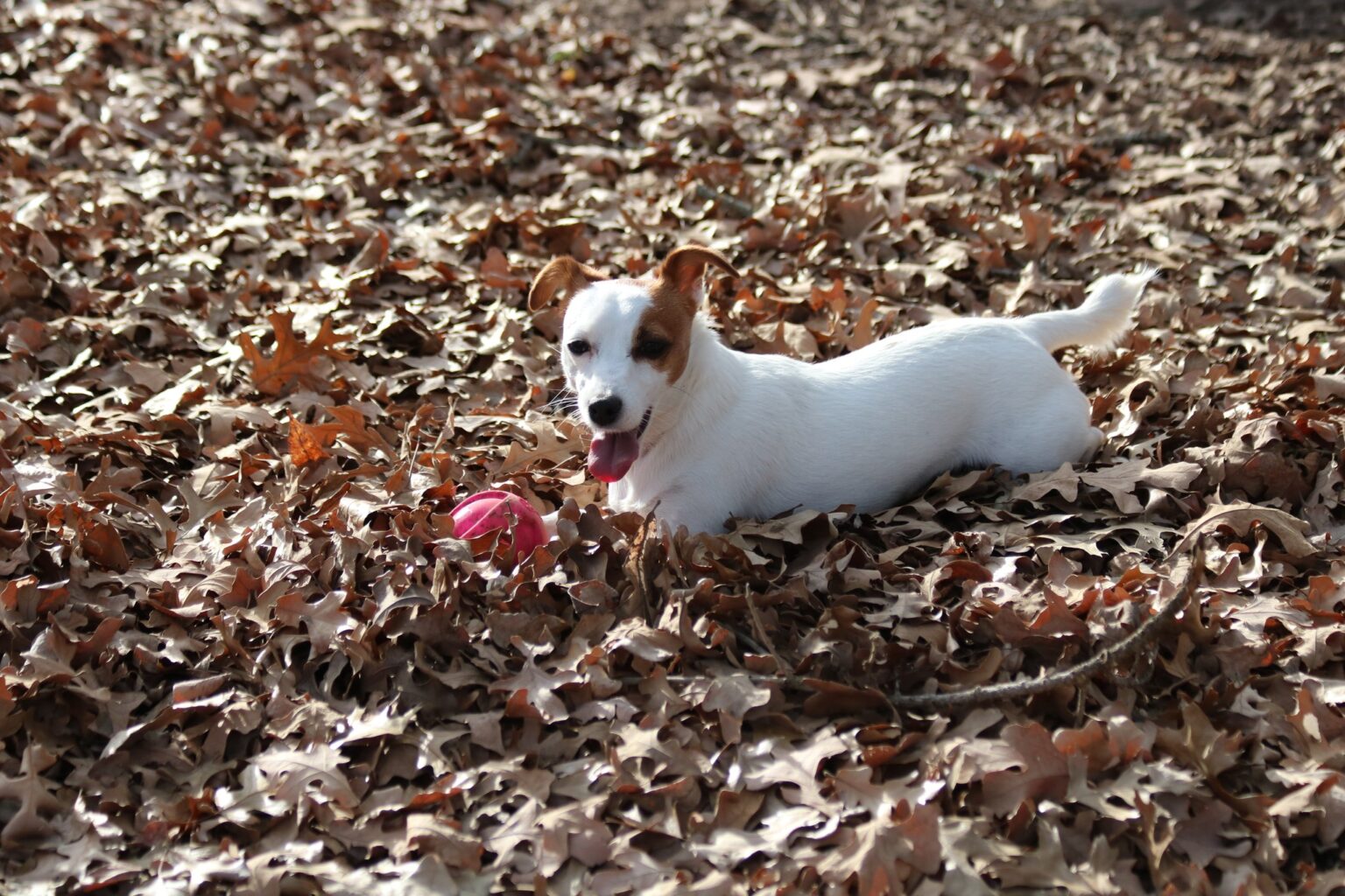 Welcome to Russell Rescue - Jewel! - Russell Rescue, Inc.