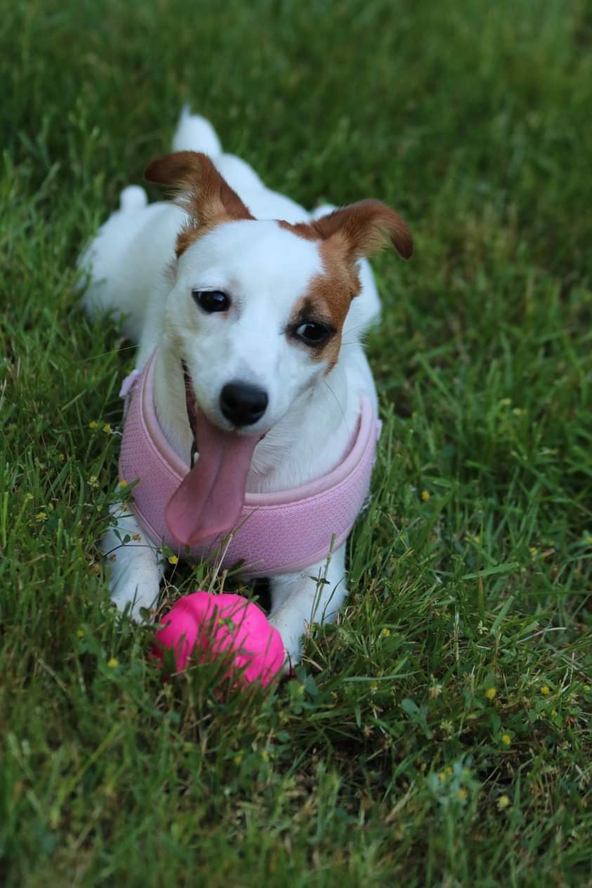 Welcome to Russell Rescue - Jewel! - Russell Rescue, Inc.