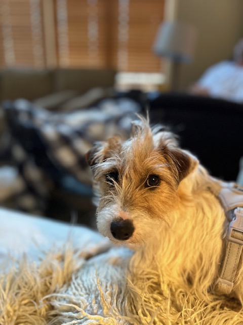 Bunny - Happy Tails! - Russell Rescue, Inc.