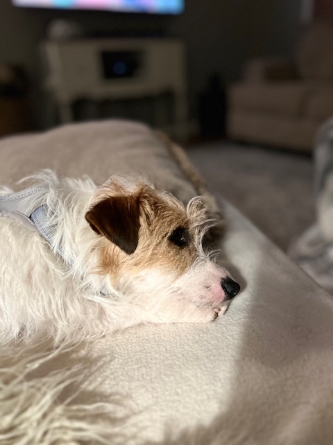 Bunny - Happy Tails! - Russell Rescue, Inc.