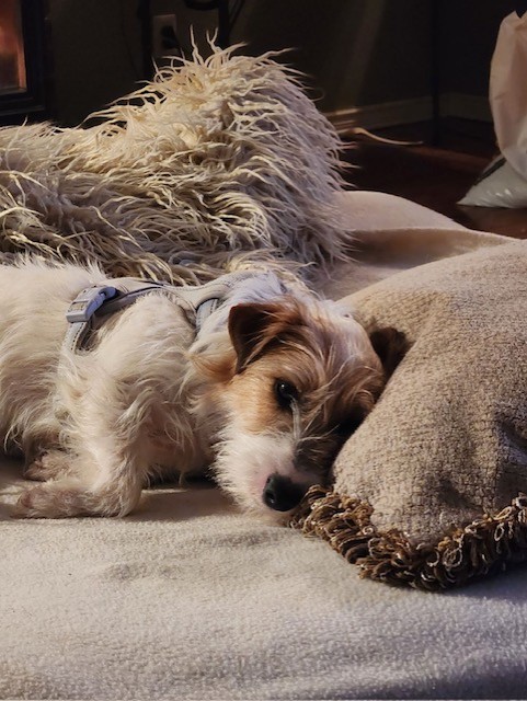 Bunny - Happy Tails! - Russell Rescue, Inc.