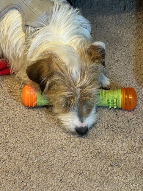 Bunny - Happy Tails! - Russell Rescue, Inc.