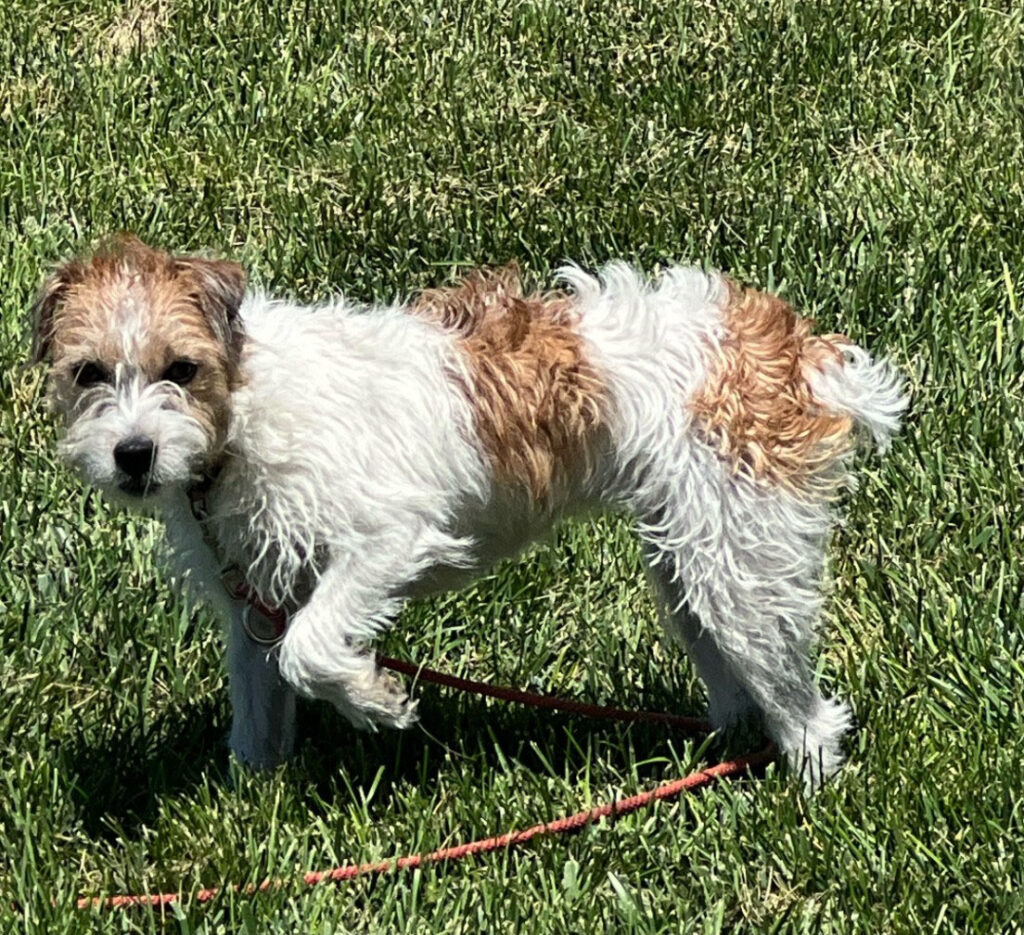 Welcome to Russell Rescue - Piper! - Russell Rescue, Inc.