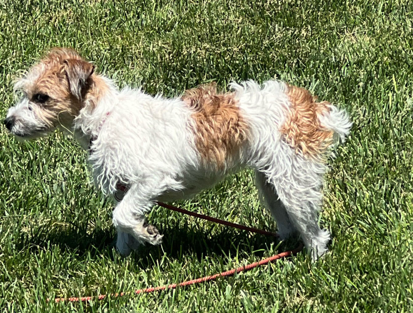 News and Events - Page 3 of 18 - Russell Rescue, Inc.