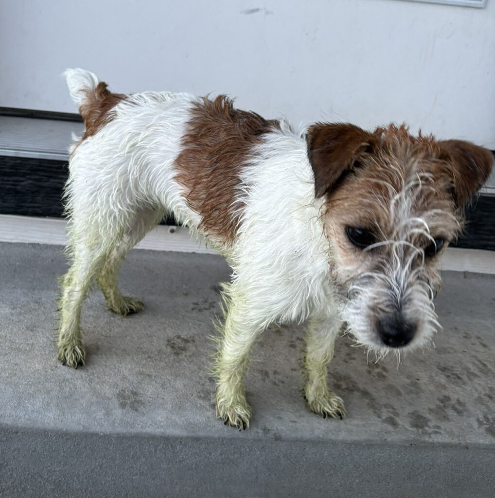 News and Events - Russell Rescue, Inc.