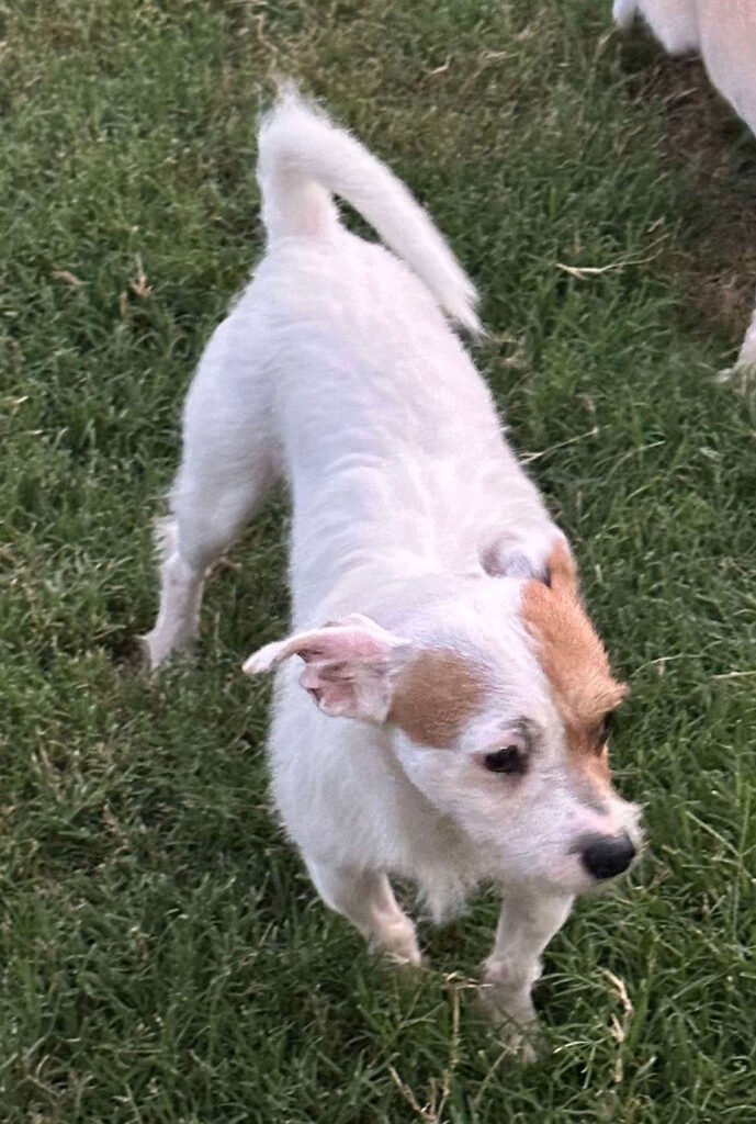 Welcome to Russell Rescue - Wes! - Russell Rescue, Inc.