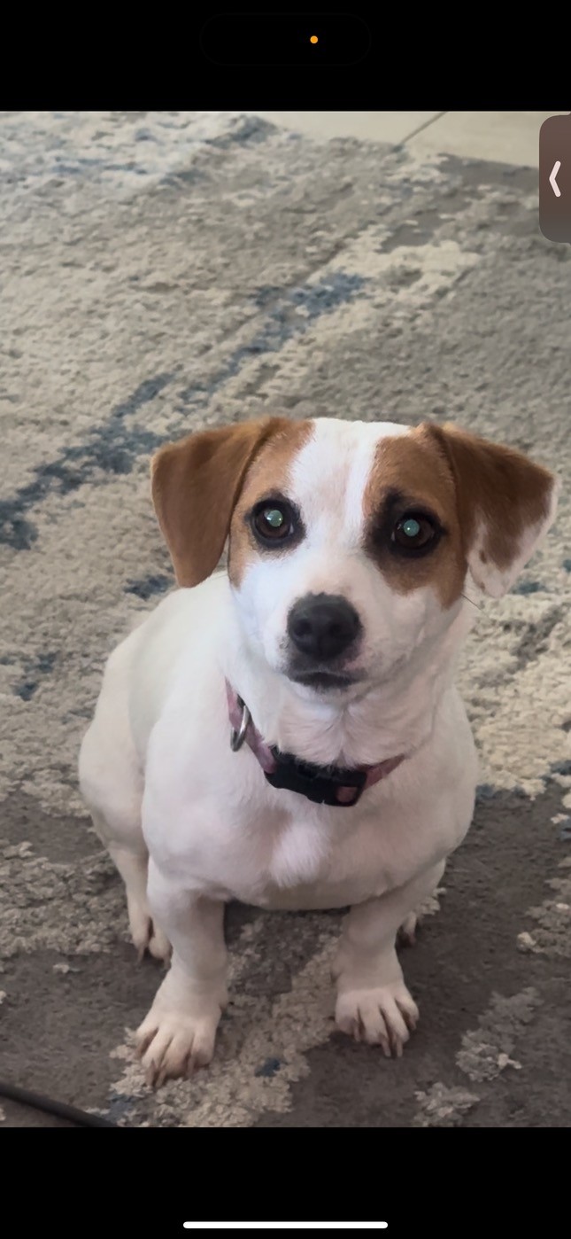 Welcome to Russell Rescue - Abby! - Russell Rescue, Inc.