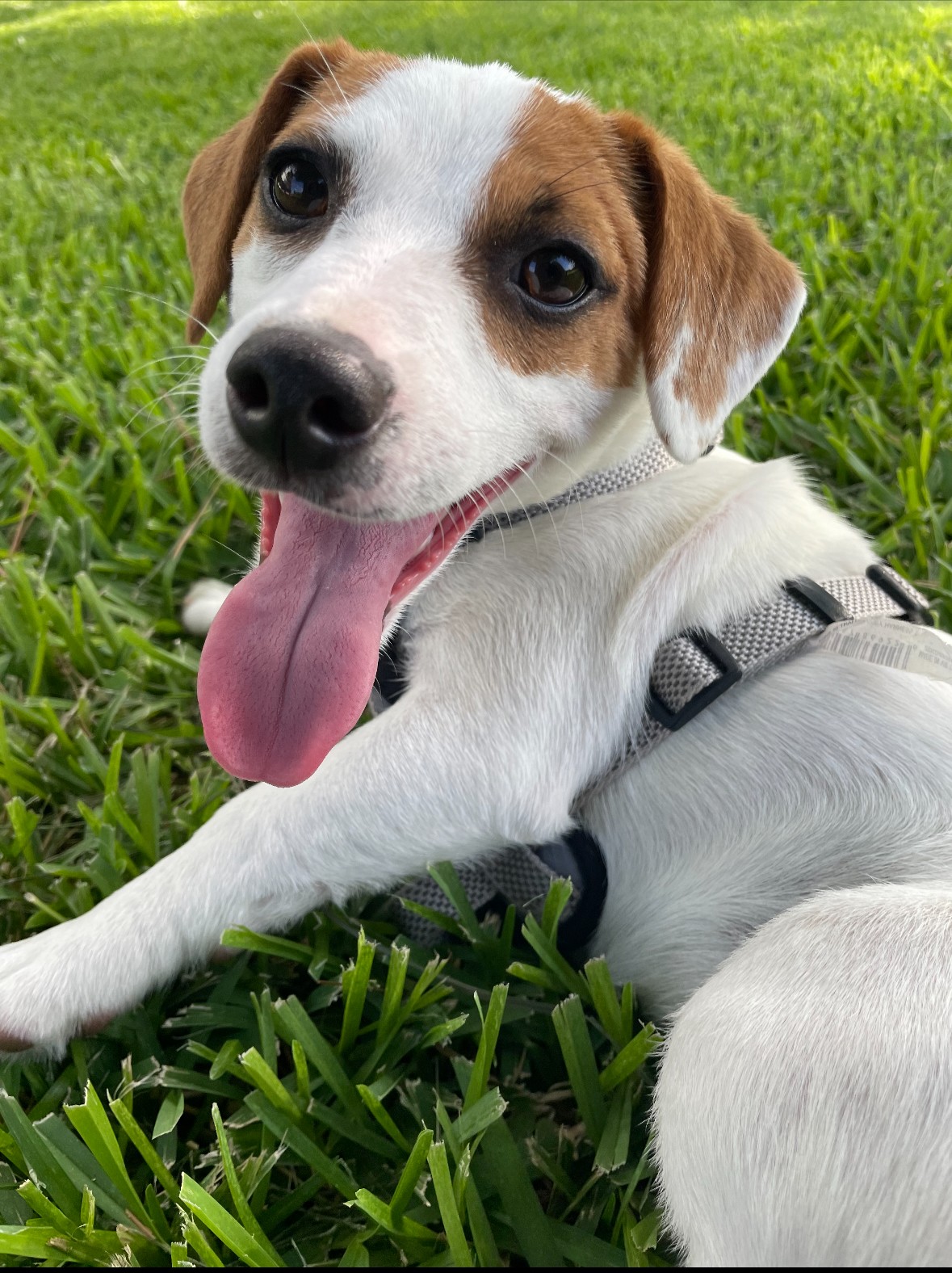 Welcome to Russell Rescue - Abby! - Russell Rescue, Inc.