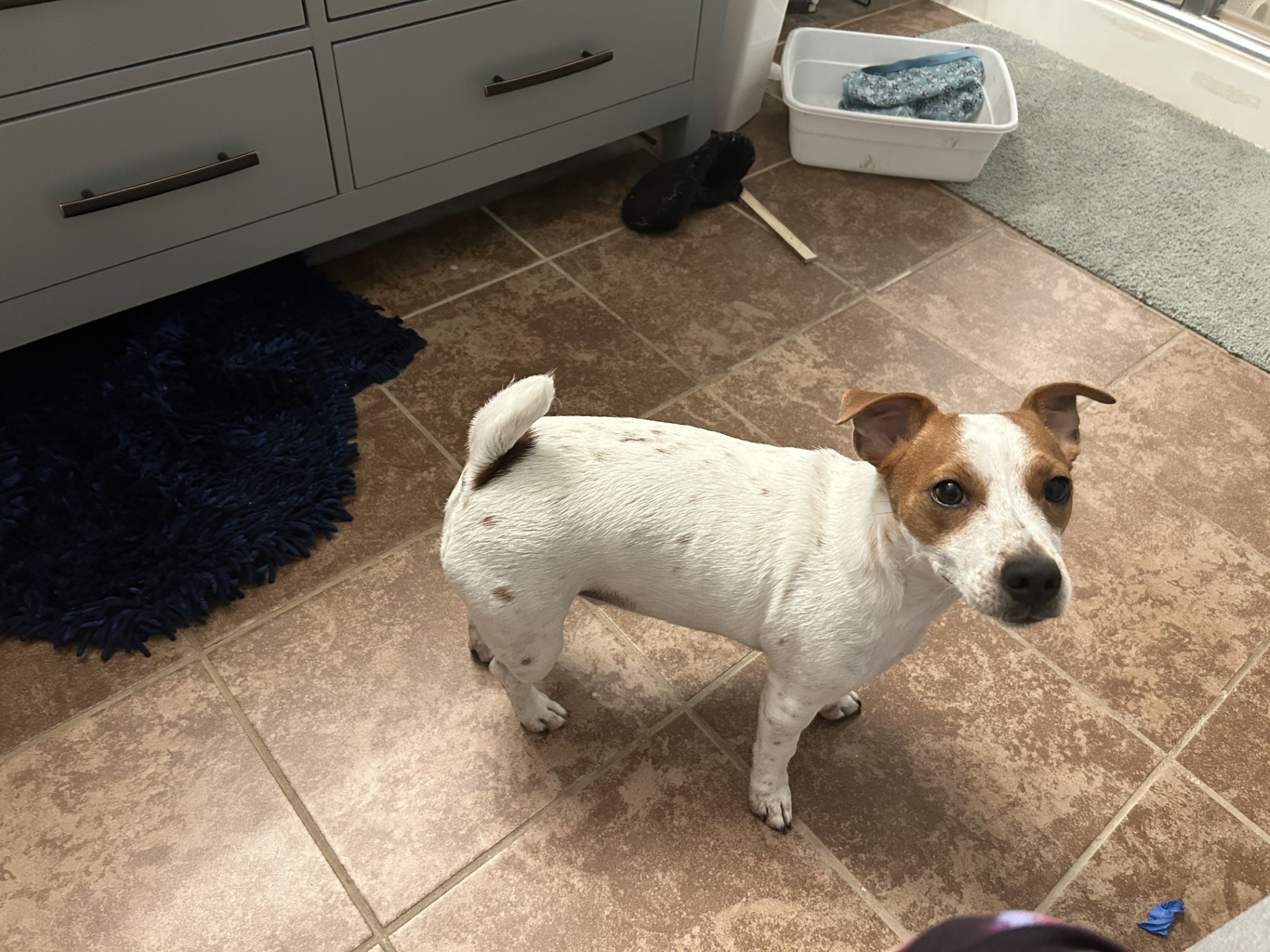 Welcome to Russell Rescue - Stitch! - Russell Rescue, Inc.