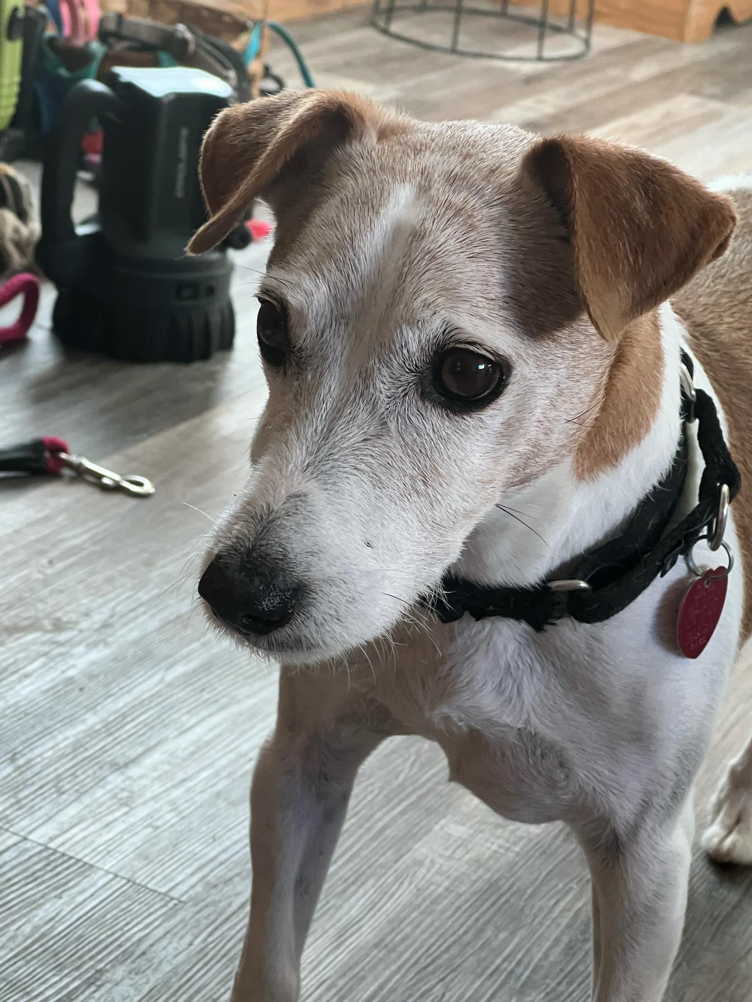 Welcome to Russell Rescue - TJ! - Russell Rescue, Inc.