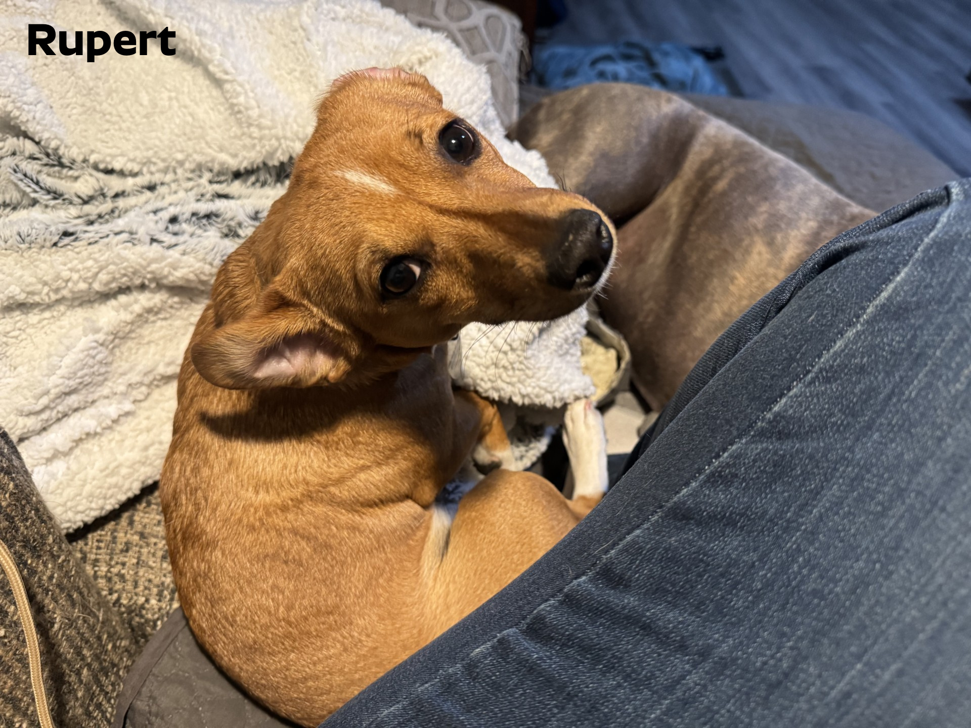 Happy Happy Puppies! Happy Happy Tails! - Russell Rescue, Inc.