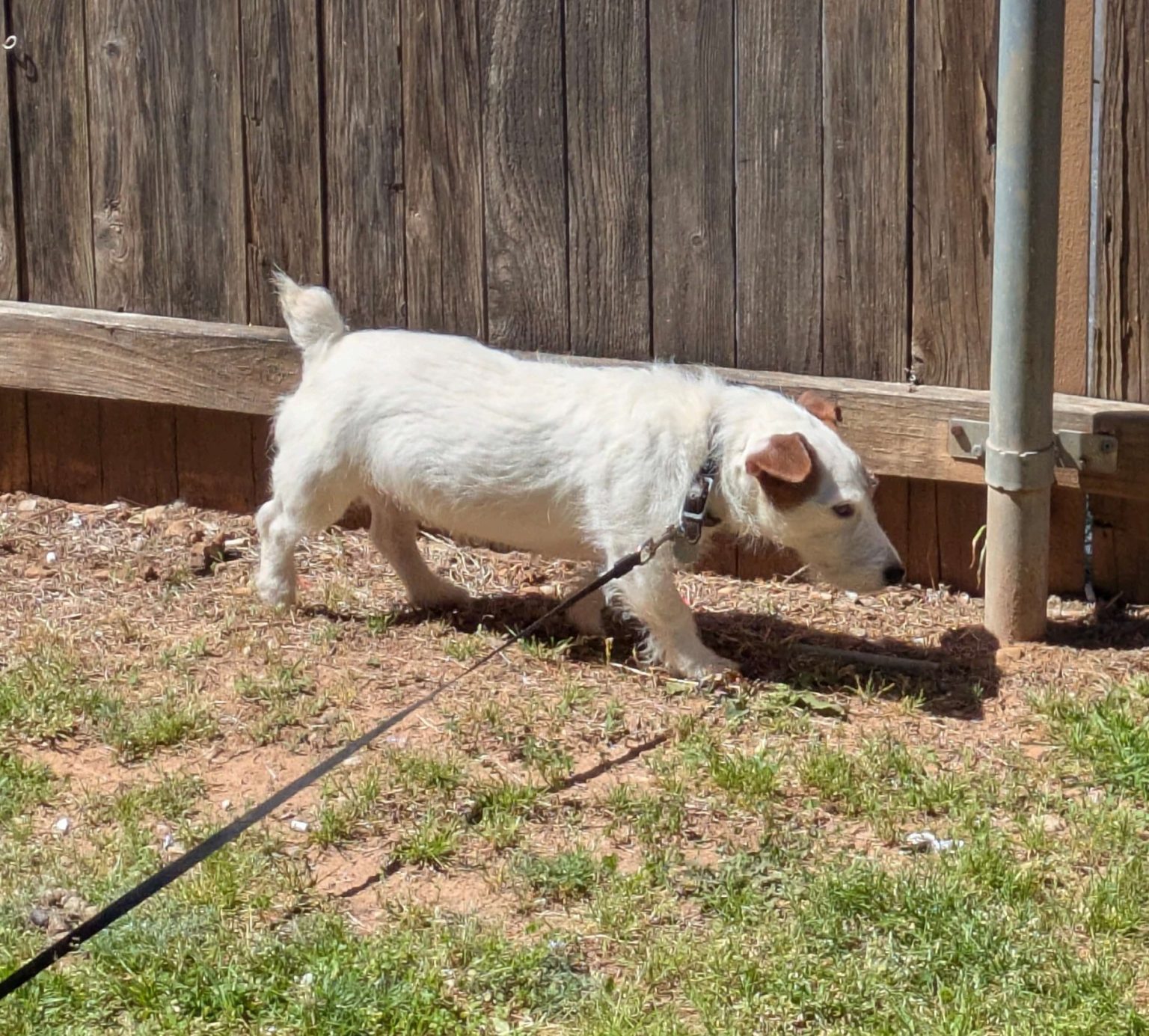 Welcome to Russell Rescue - Spud! - Russell Rescue, Inc.