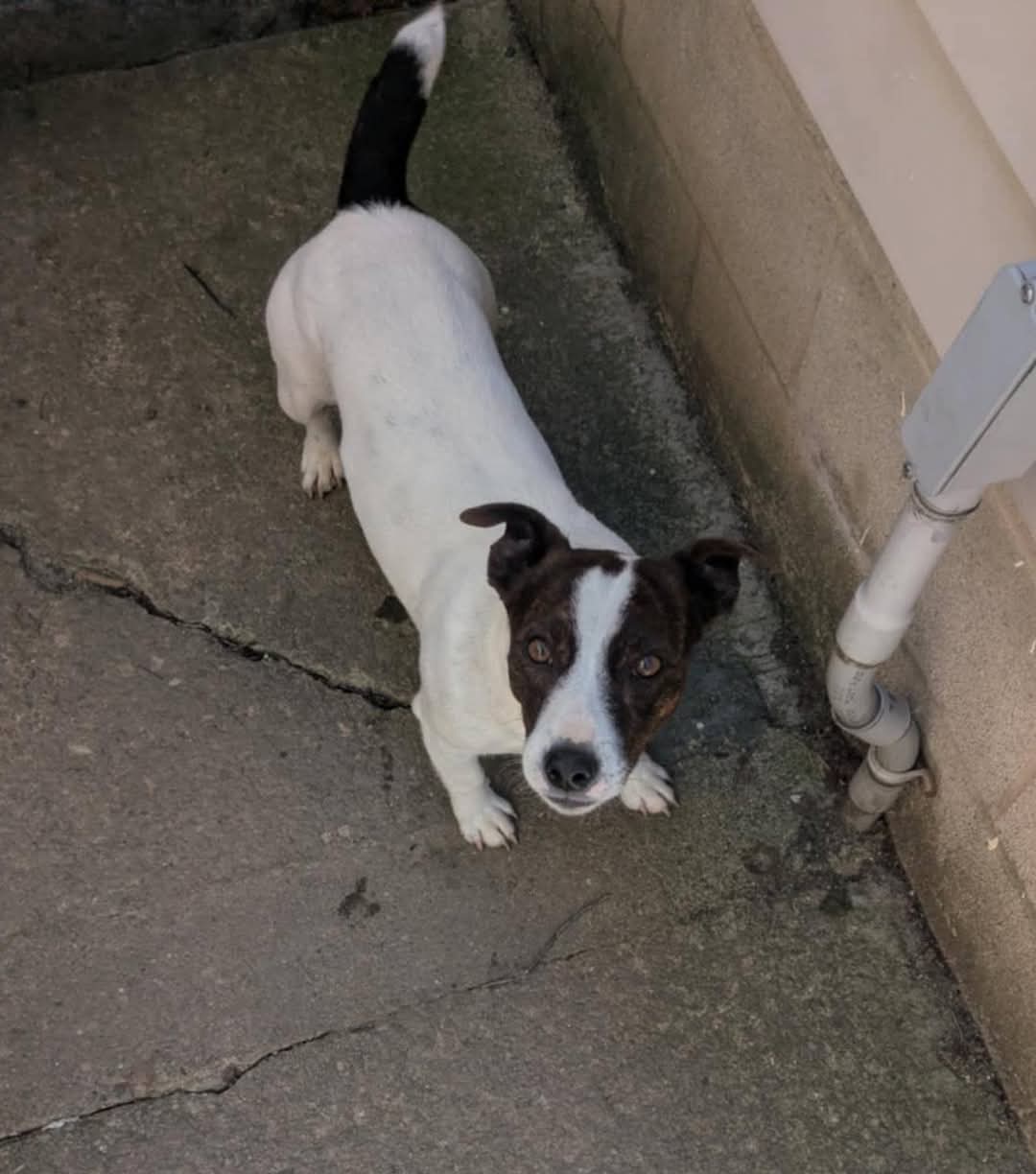 Welcome to Russell Rescue - Jackson! - Russell Rescue, Inc.